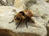 5 ekle insekter som kryper inn i deg om natta - Underholdning