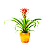 12 allergivennlige blomster - Hage