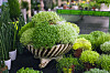 12 allergivennlige blomster - Hage