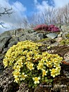 Planter som trives på fjellet, ved sjøen og i skogen - Hytte