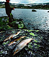 Ørretfiske på Sørlandet: Njardarheim og Taumevassdraget - Fiske