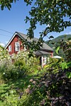 Les alt om: roseportal – Klikk.no
