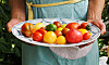 Les alt om: tomatdyrking – Klikk.no